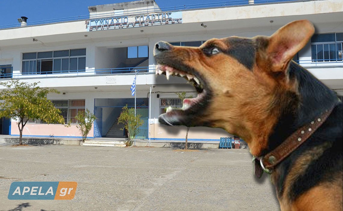 Σκυλί δάγκωσε μαθητή στο προαύλιο του 1ου Γυμνασίου Σπάρτης | ΛΑΚΩΝΙΑ ...