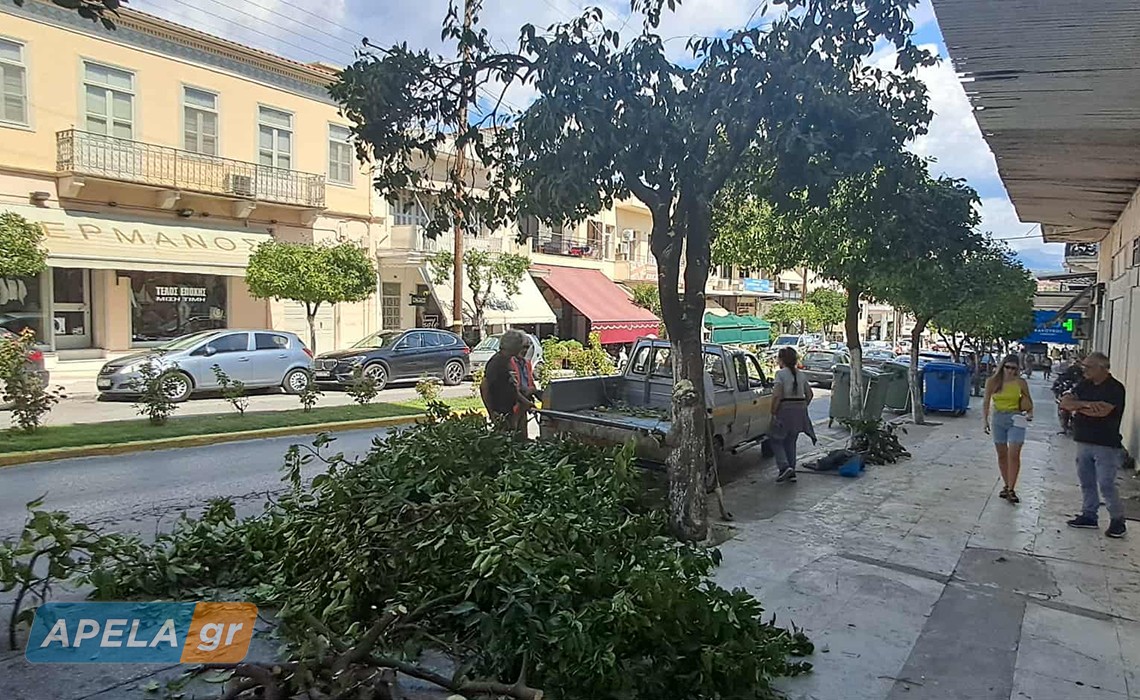 Κλαδεύουν και ομορφαίνουν τις νεραντζιές στη Σπάρτη | ΛΑΚΩΝΙΑ ...
