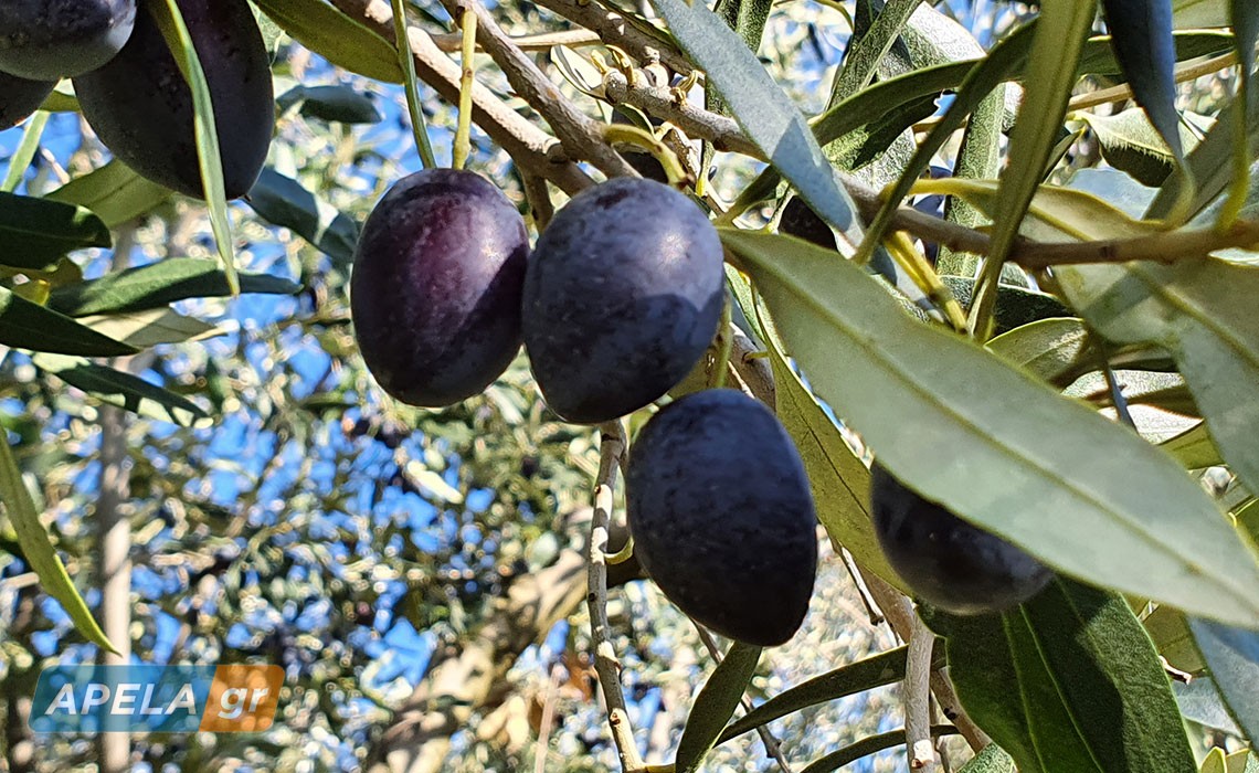 Στη γραμμή …Αποστόλου ο Γεωργαντάς για το ΠΟΠ Καλαμάτα | ΛΑΚΩΝΙΑ ...