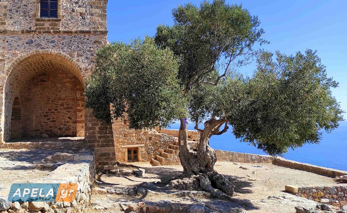 Η υπεραιωνόβια ελιά της Μονεμβασίας εντάχθηκε στο Δίκτυο Αιωνόβιων ...
