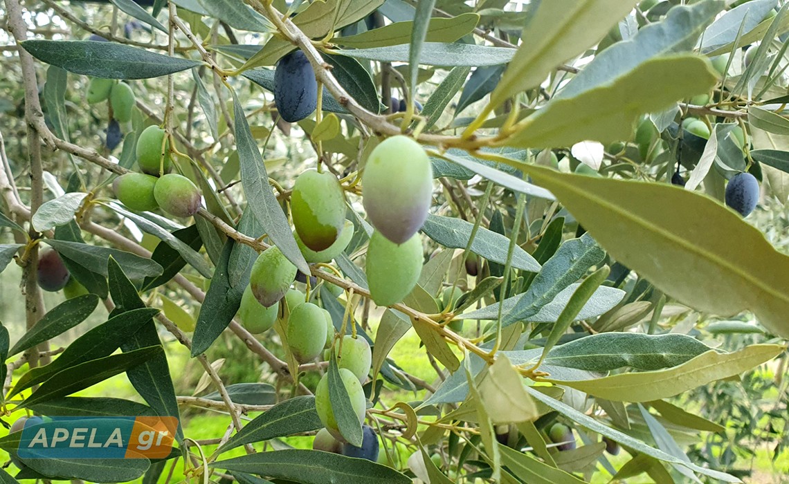 Δε λένε να μαυρίσουν φέτος οι ελιές καλαμών σε πολλές περιοχές της ...