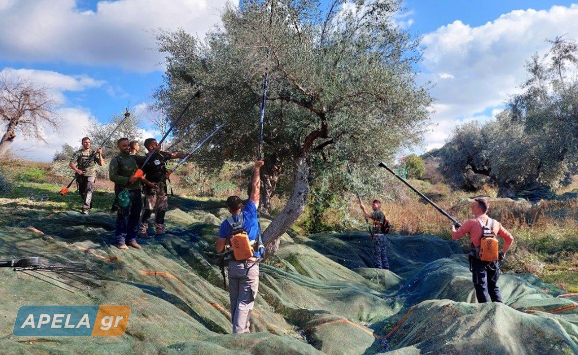Δεκαπέντε νέοι Γερακίτες μάζεψαν τις ελιές στη Μονή Άγιοι Τεσσαράκοντα ...