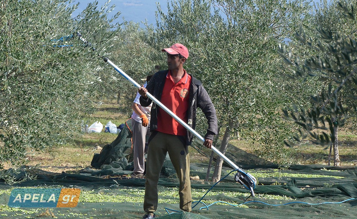 Εργάτες για ελιές στη Λακωνία, ο κλέψας του κλέψαντος και η λύση... από ...