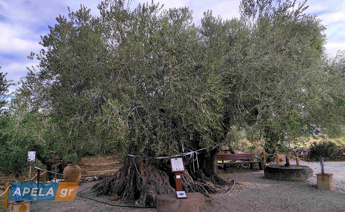 Η γηραιότερη ελιά της Πελοποννήσου βρίσκεται στη Λακωνία | ΛΑΚΩΝΙΑ ...
