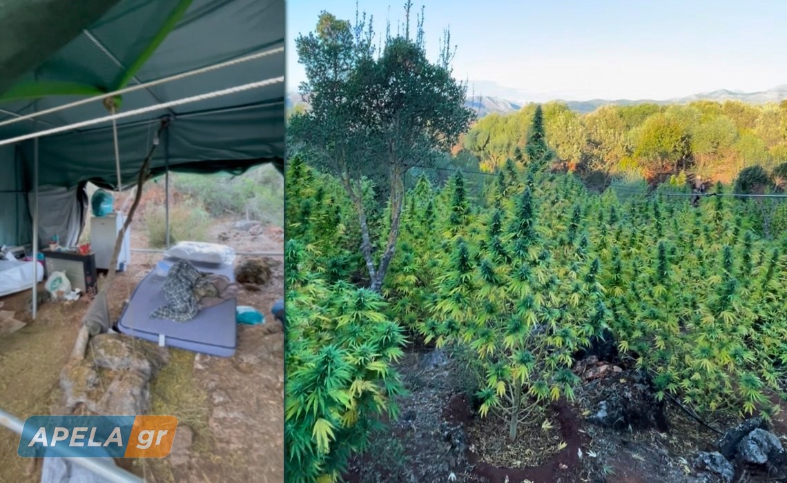 Εντοπίστηκε φυτεία δενδρυλλίων κάνναβης στη Λακωνία | ΛΑΚΩΝΙΑ ...